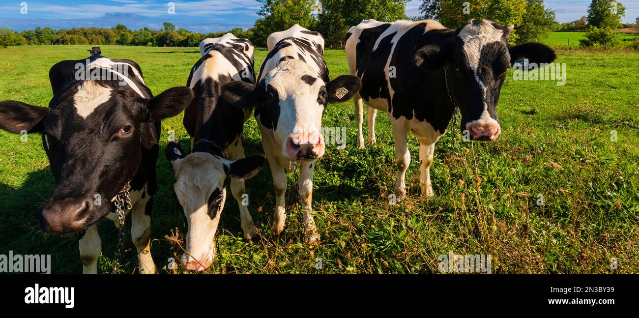 Close-up portrait of Holstein Cows (Bos taurus taurus), herd of black ...
