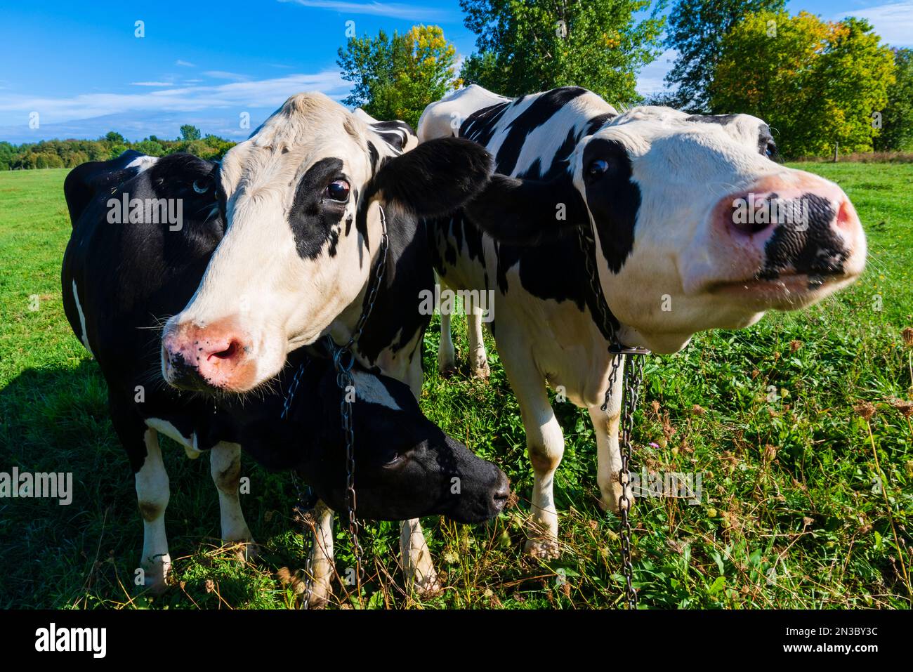 Patched cow hi-res stock photography and images - Alamy