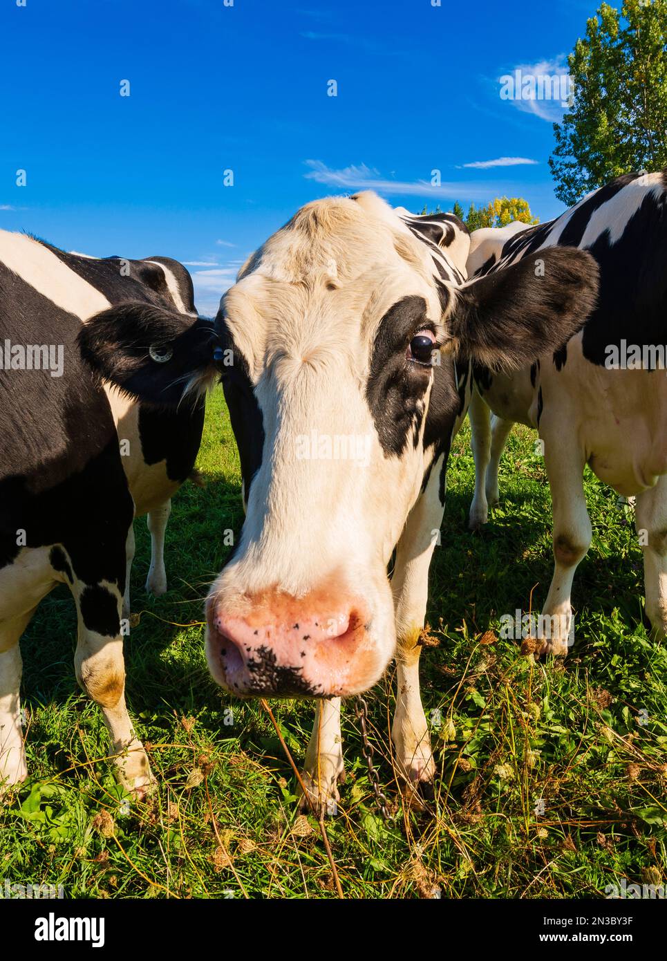 Close-up portrait of a Holstein Cow (Bos taurus taurus), standing ...
