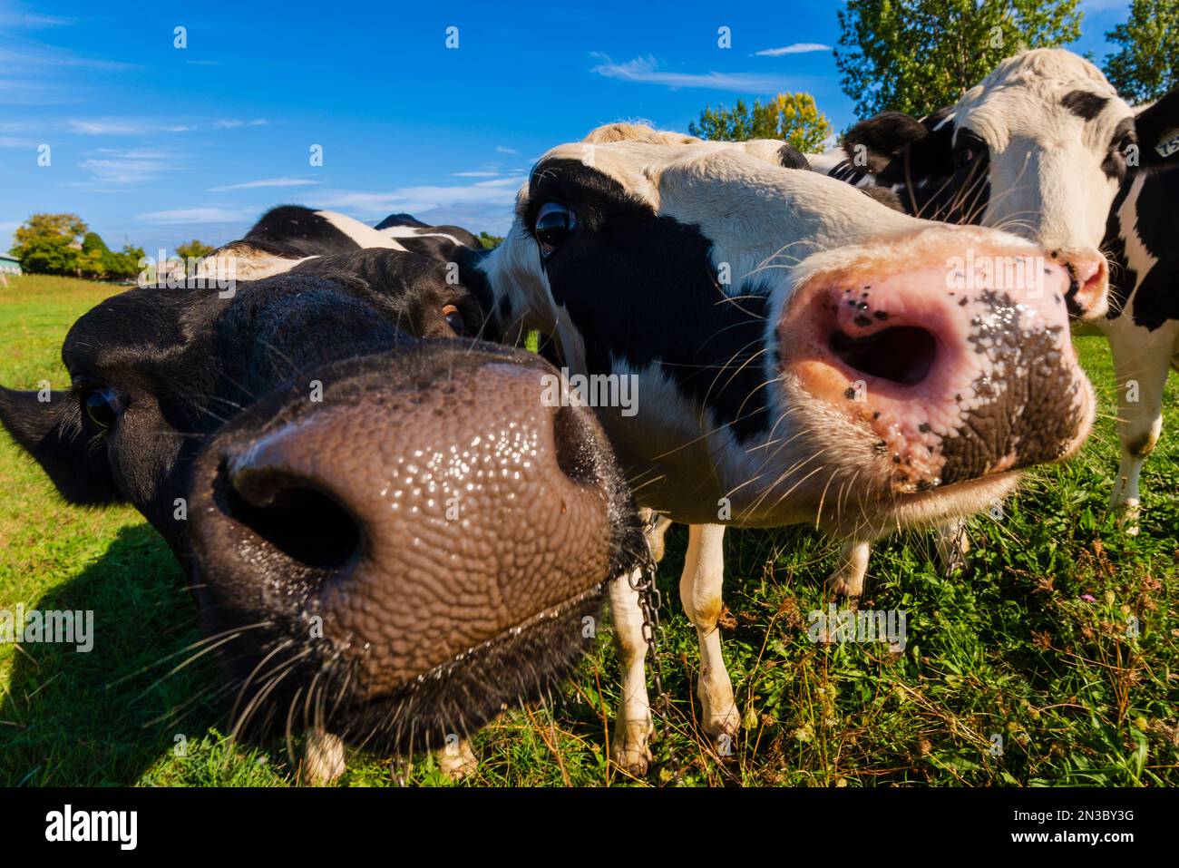 Close-up detail of Holstein Cow (Bos taurus taurus) faces, herd of ...