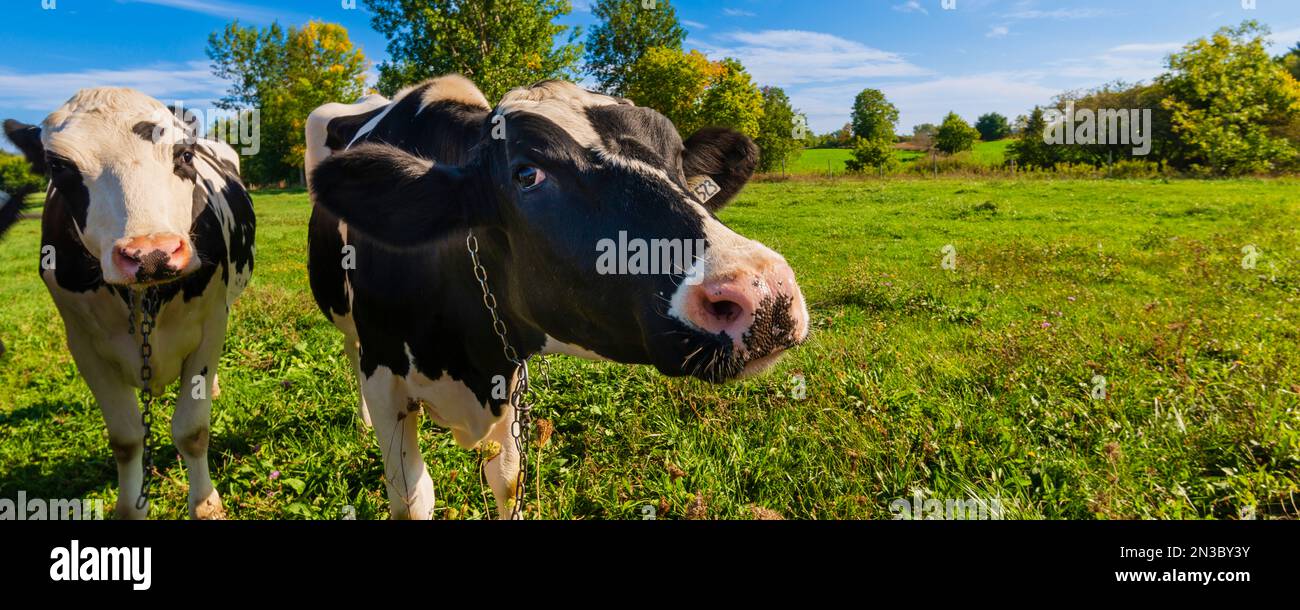 Close-up portrait of Holstein Cows (Bos taurus taurus), herd of black ...