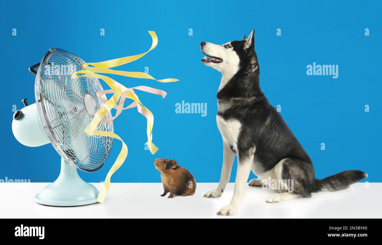 Cute dog and guinea pig near fan on blue background. Summer heat Stock ...