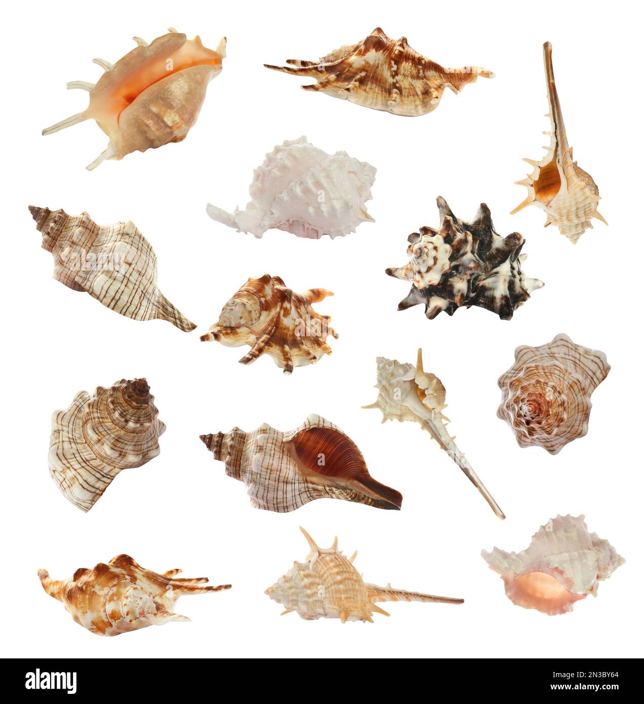 Set of different beautiful sea shells on white background Stock Photo ...