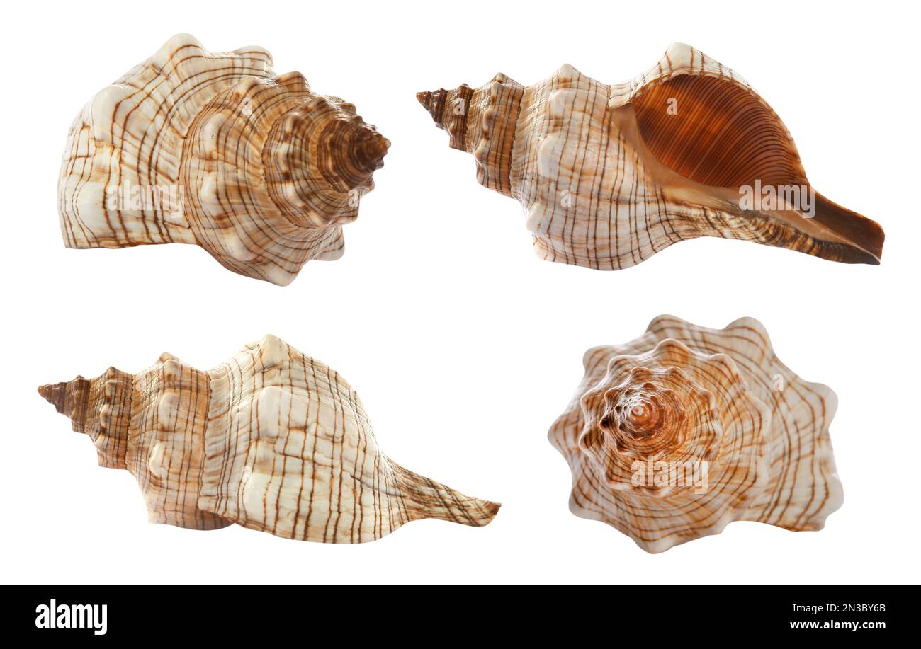 Collage with beautiful sea shell on white background, view from ...
