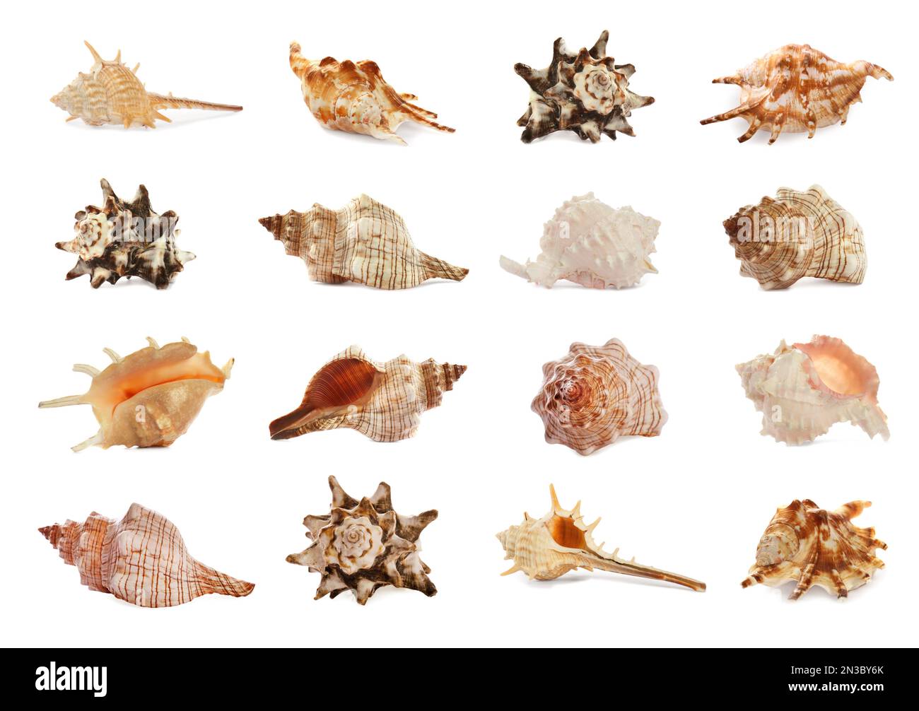 Set of different beautiful sea shells on white background Stock Photo ...