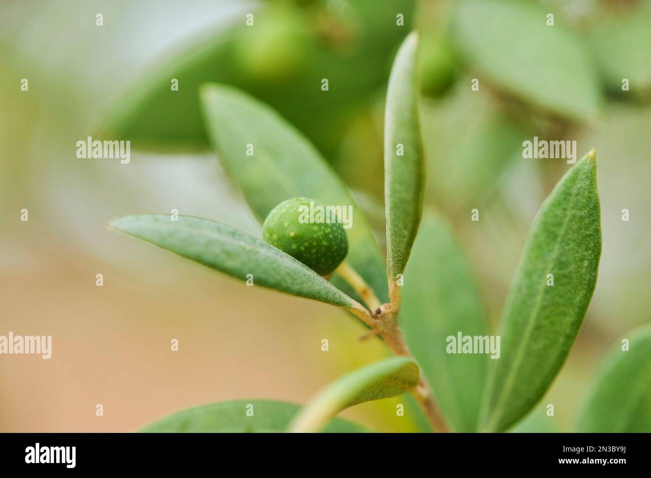 European olive (Olea europaea) fruit hanging on a tree; Catalonia ...