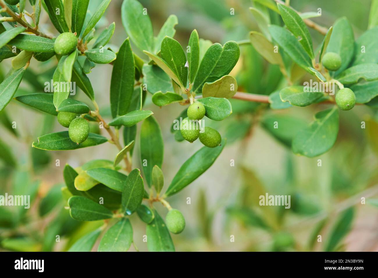 European olive (Olea europaea) fruits hanging on a tree; Catalonia ...