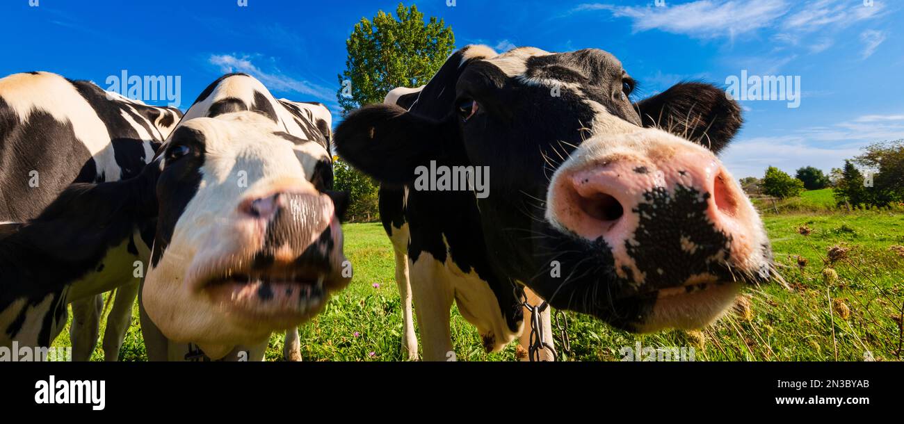 Close-up detail of Holstein Cow (Bos taurus taurus) faces, herd of ...