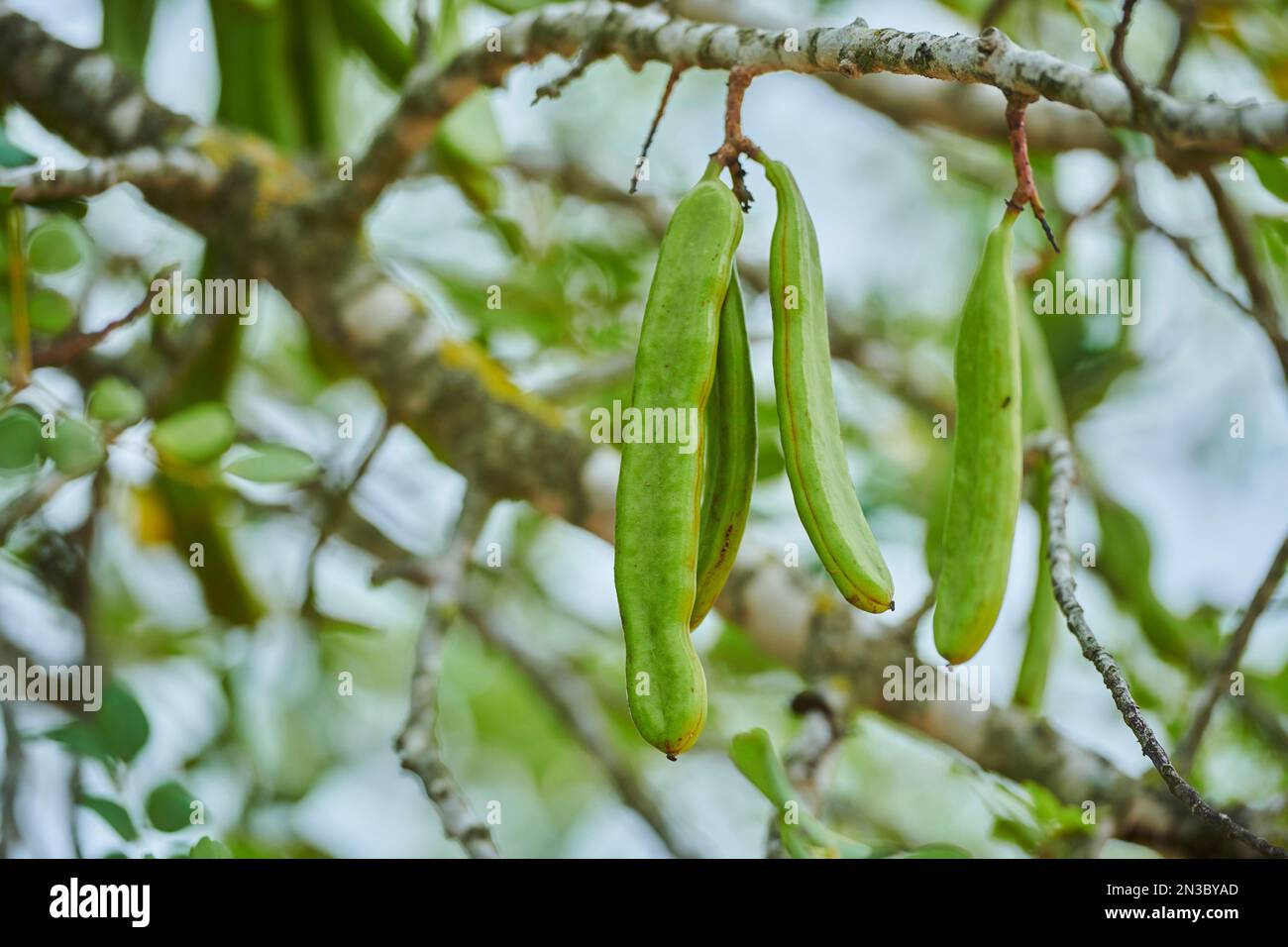 Carob (Ceratonia siliqua) fruits hanging on a tree; Catalonia, Spain ...