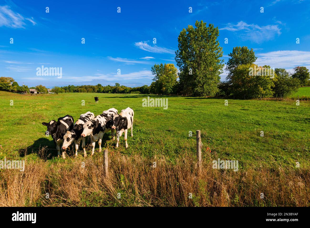 Holstein Cows (Bos taurus taurus), herd of black and white patched cows ...