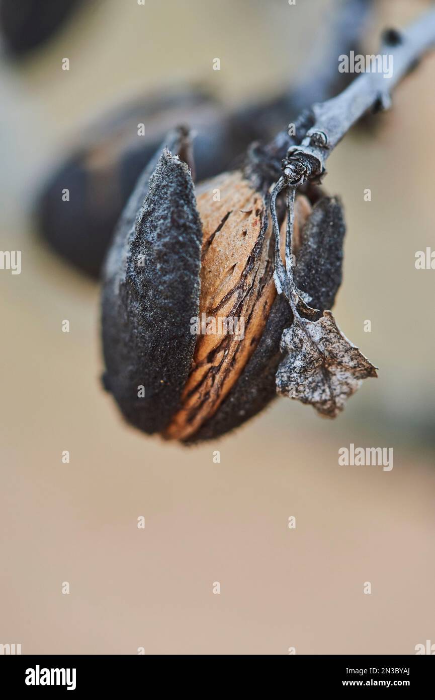 Close-up detail of an almond (Prunus amygdalus, syn. Prunus dulcis) nut ...
