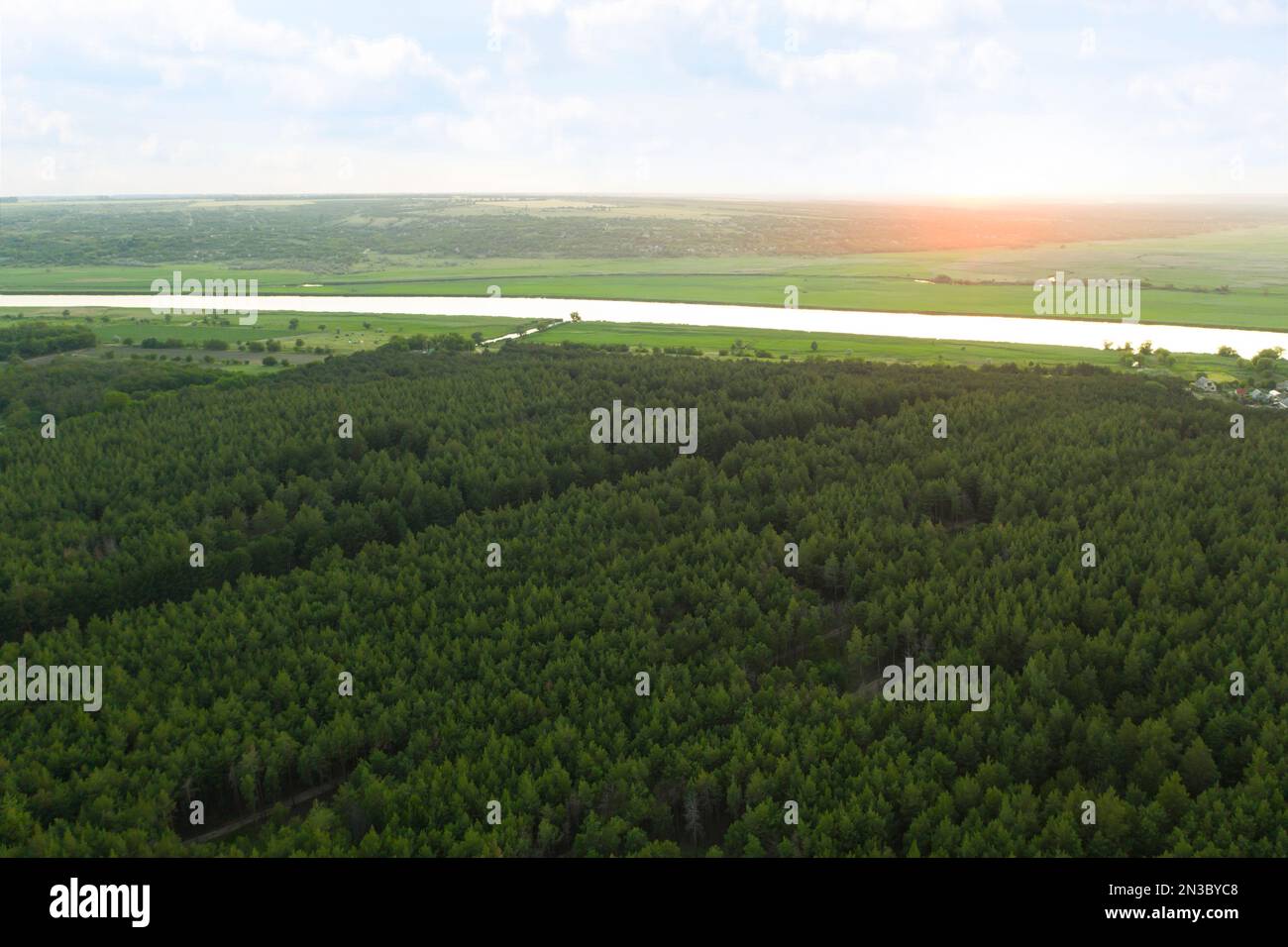 Conifer plantation bird hi-res stock photography and images - Alamy