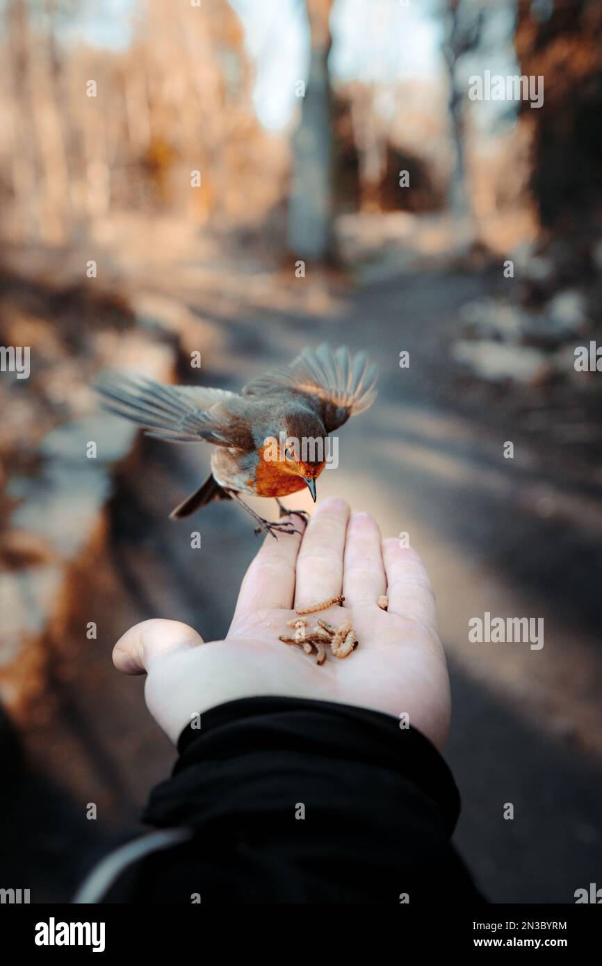 Hand feeding robin hi-res stock photography and images - Alamy