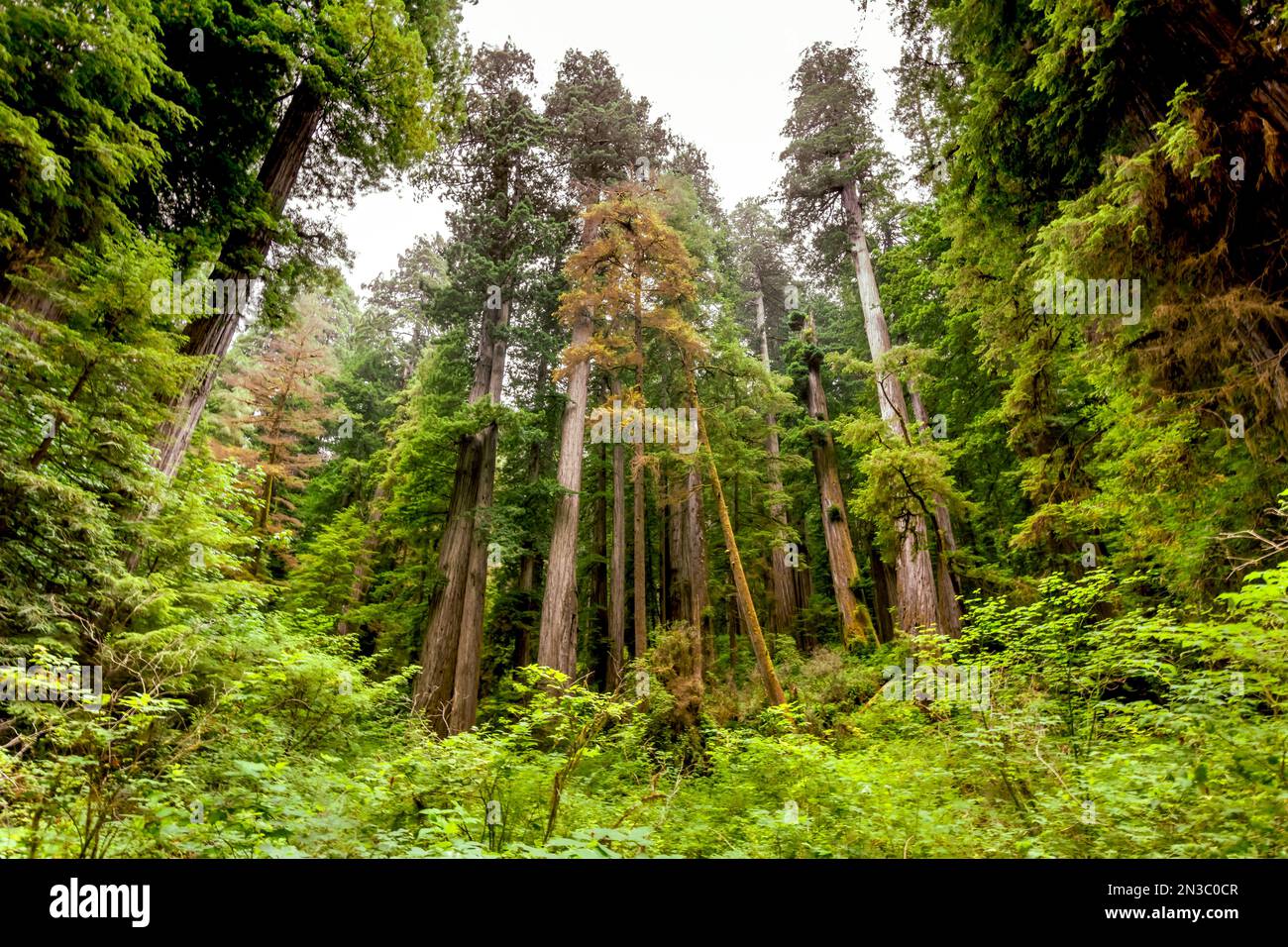 Redwoods National Park Stock Photo - Alamy