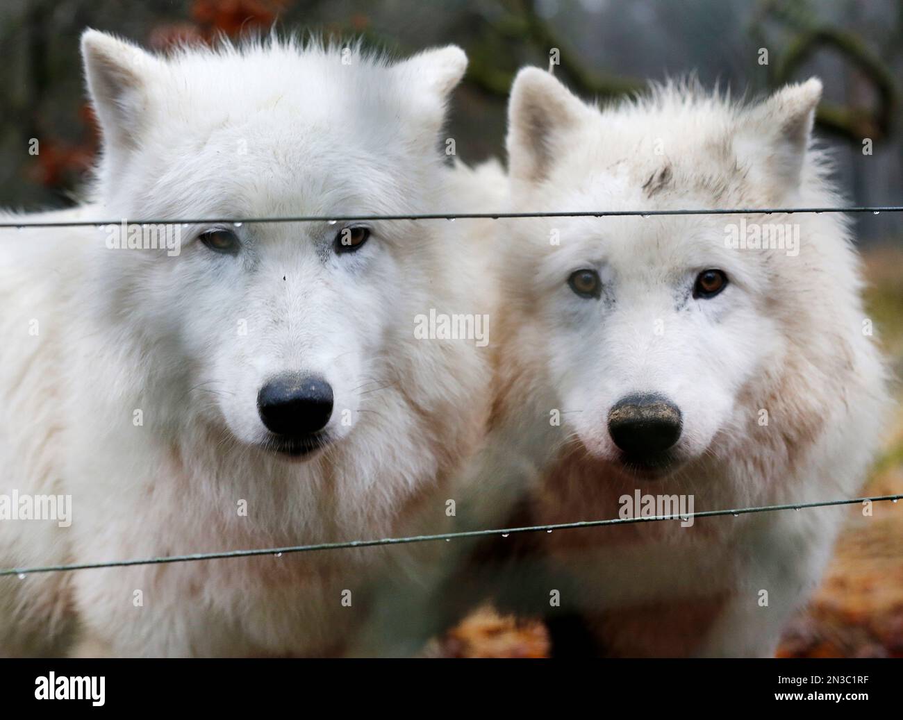 Two polar wolves are photographed in a wildlife park in Hanau, Germany ...