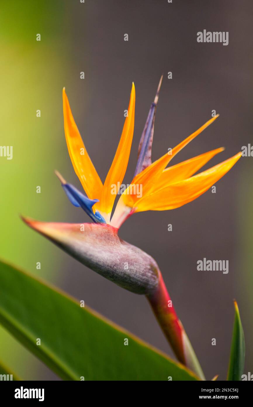 Close up of the dramatic Bird of Paradise flower (Strelitzia reginae ...