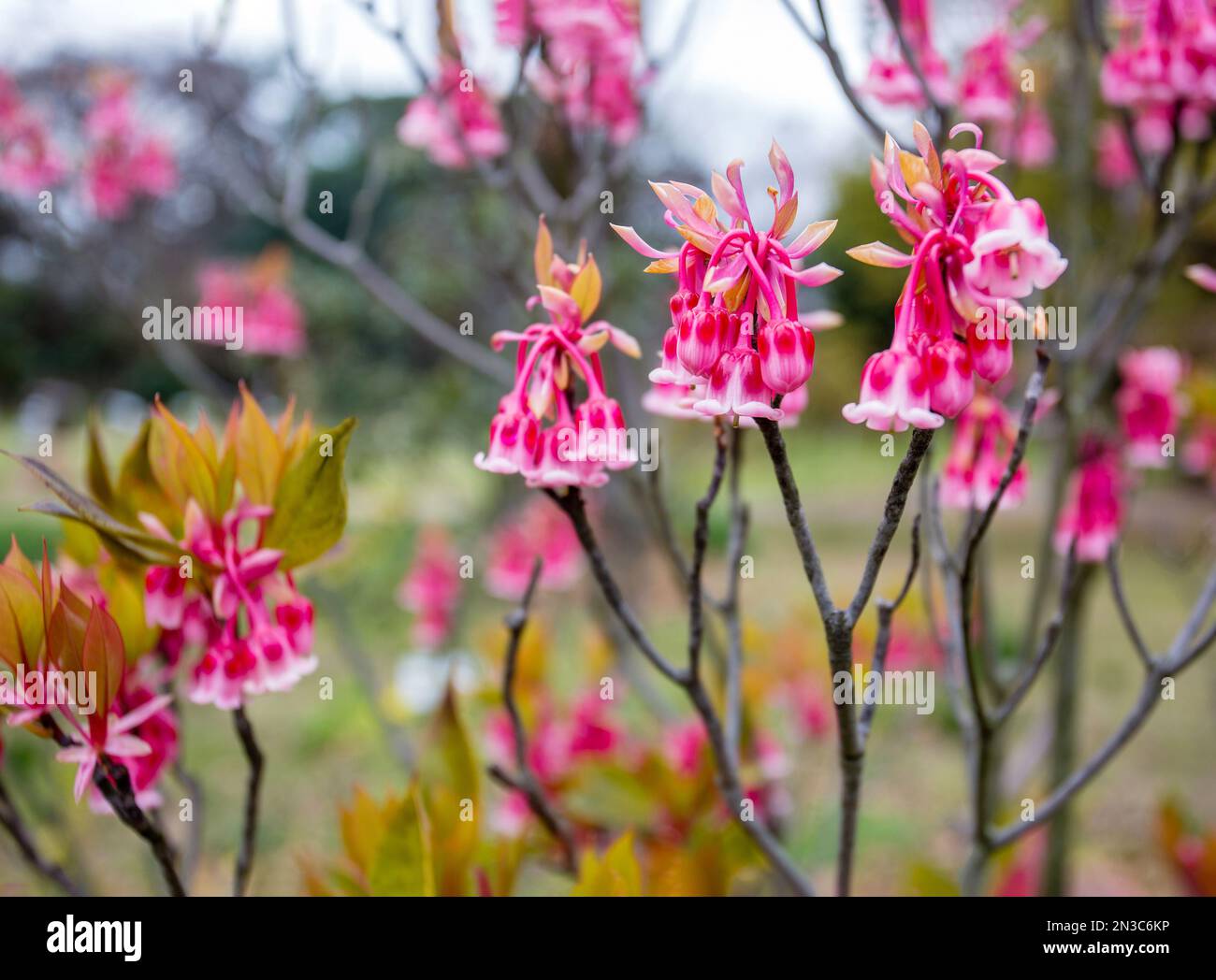 Amazing pink enkianthus at the Koishikawa Botanical Garden in Tokyo at ...