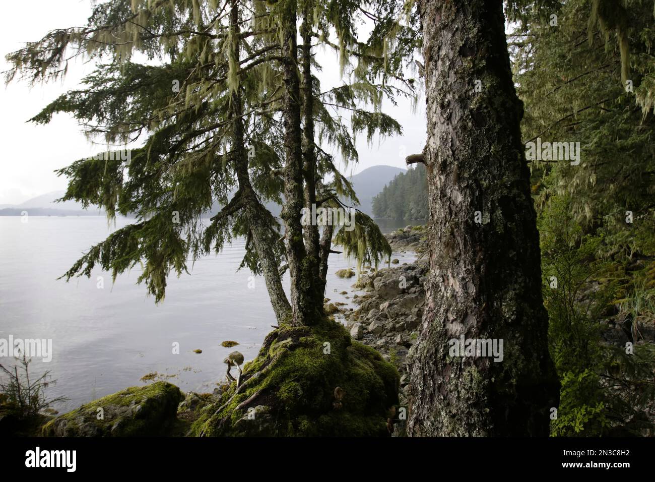 Trees in the Tongass National Forest, which is a temperate rainforest ...