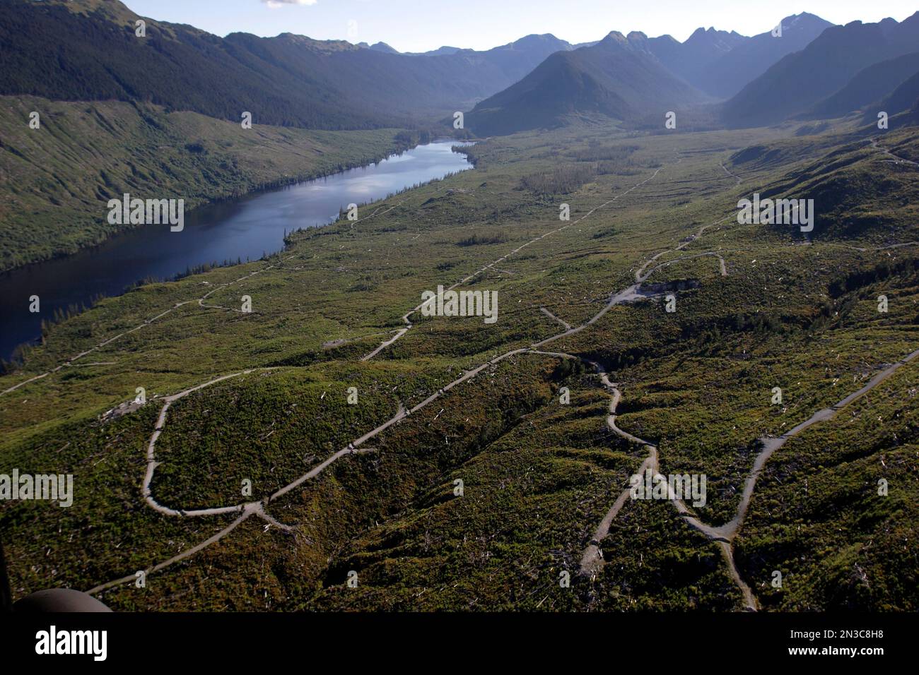 Logging roads zig zag through a recent clear cut forest creating a ...