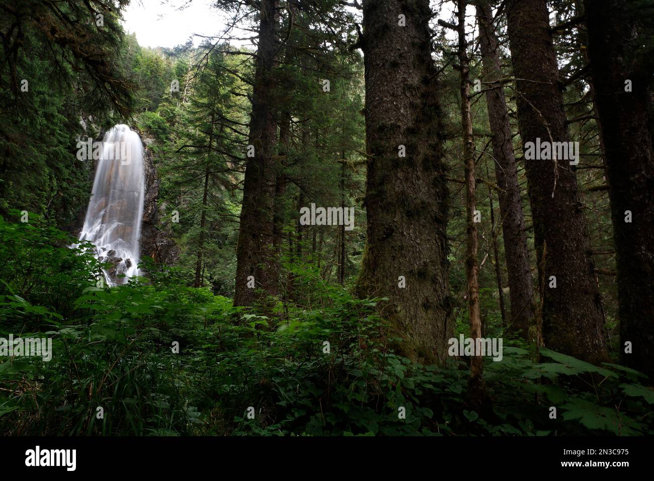 Old growth forest hemlock and spruce trees stand tall beside a 100-foot ...