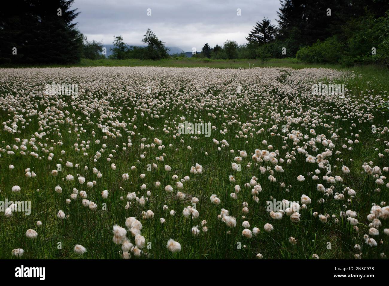 Cottongrass in bloom create a fuzzy white blanket near Appleton Cove ...