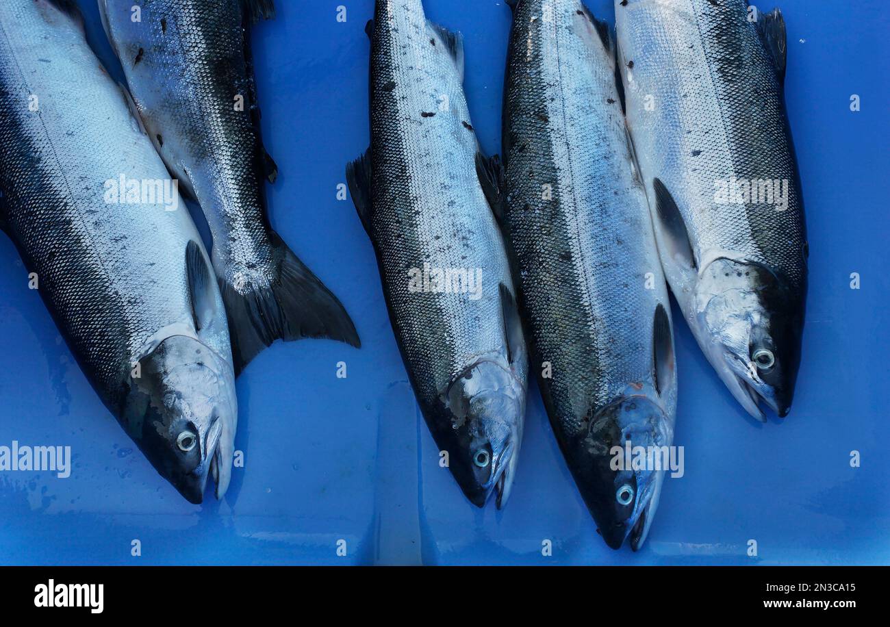 Close-up of salmon loaded into blue bins from a fisherman's catch of ...