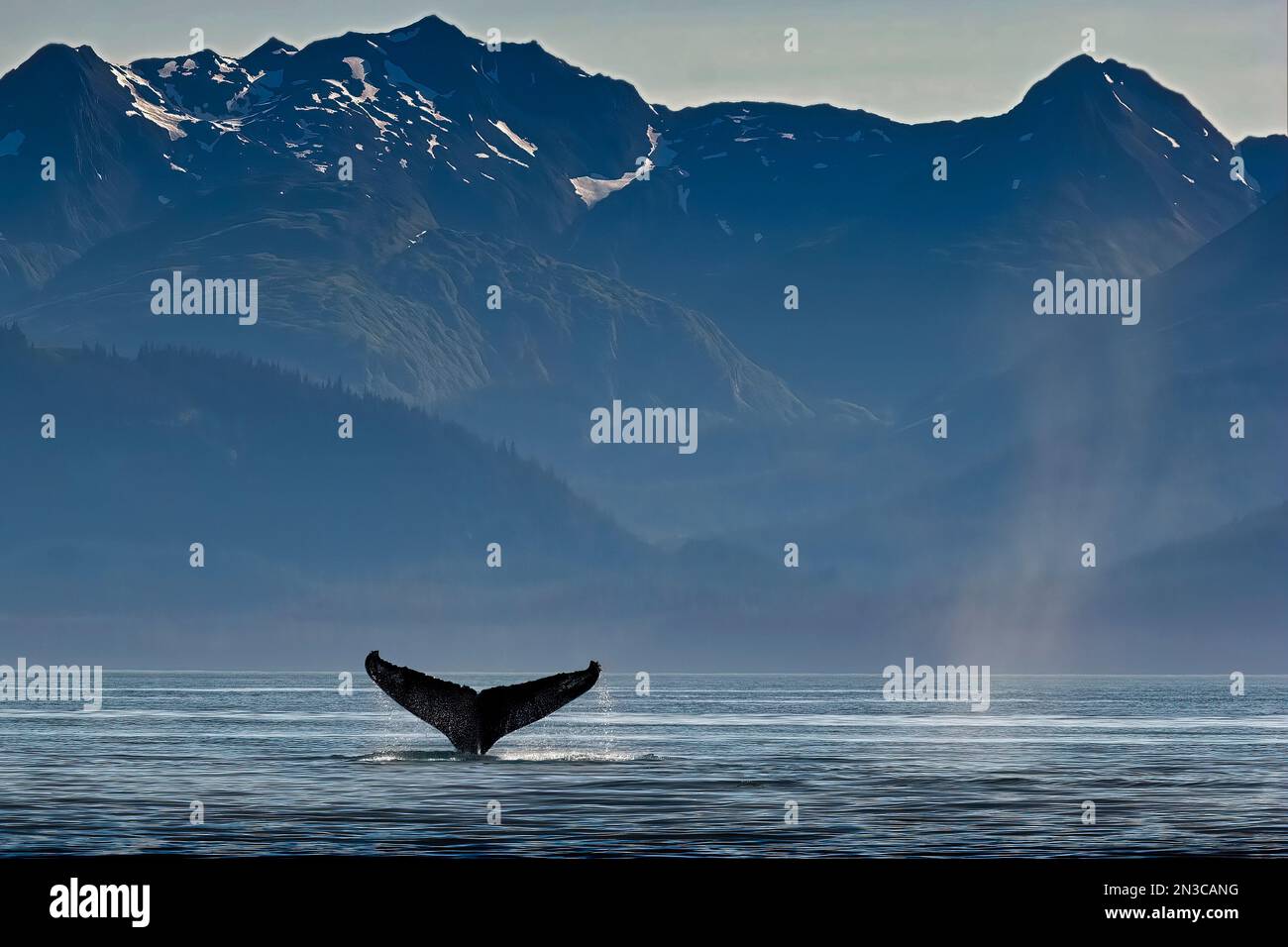 A humpback whale (Megaptera novaeangliae) surfaces and dives into ...