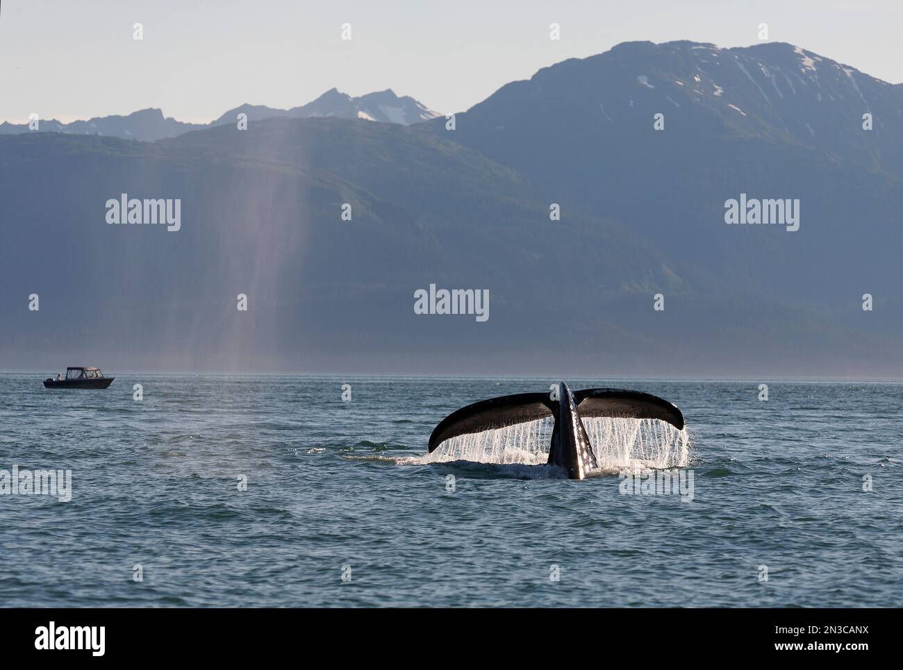 A humpback whale (Megaptera novaeangliae) surfaces and dives into ...