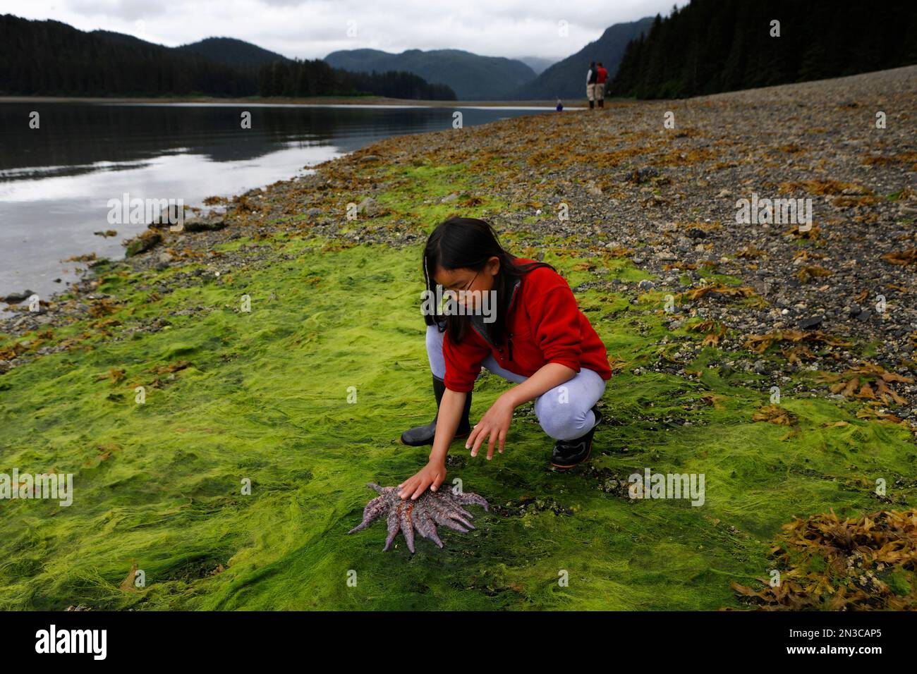 Common sunstar fish hi-res stock photography and images - Alamy