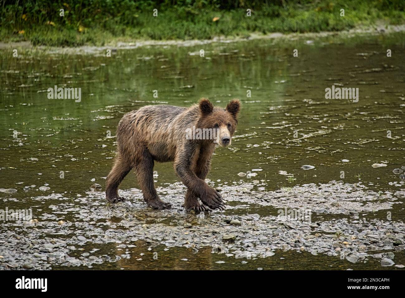 A juvenile grizzly bear (Ursus arctos) crosses Pack Creek to hunt for ...