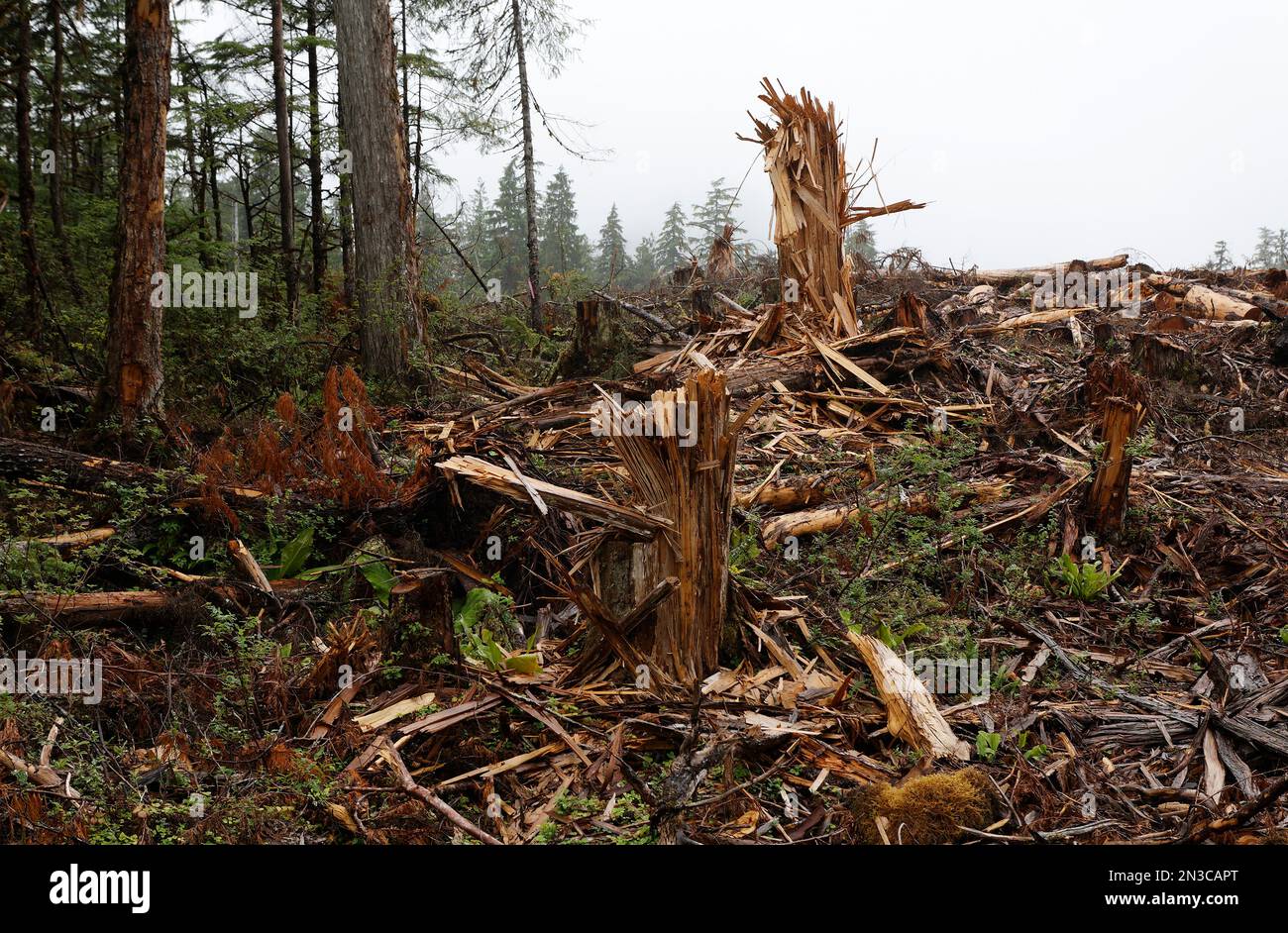 Clear cutting tongass national forest hi-res stock photography and ...