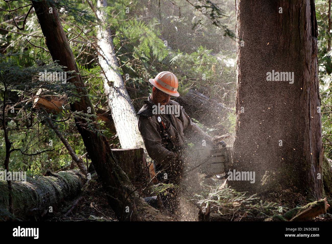 A timber faller works alone with a chain saw in the forest cutting ...