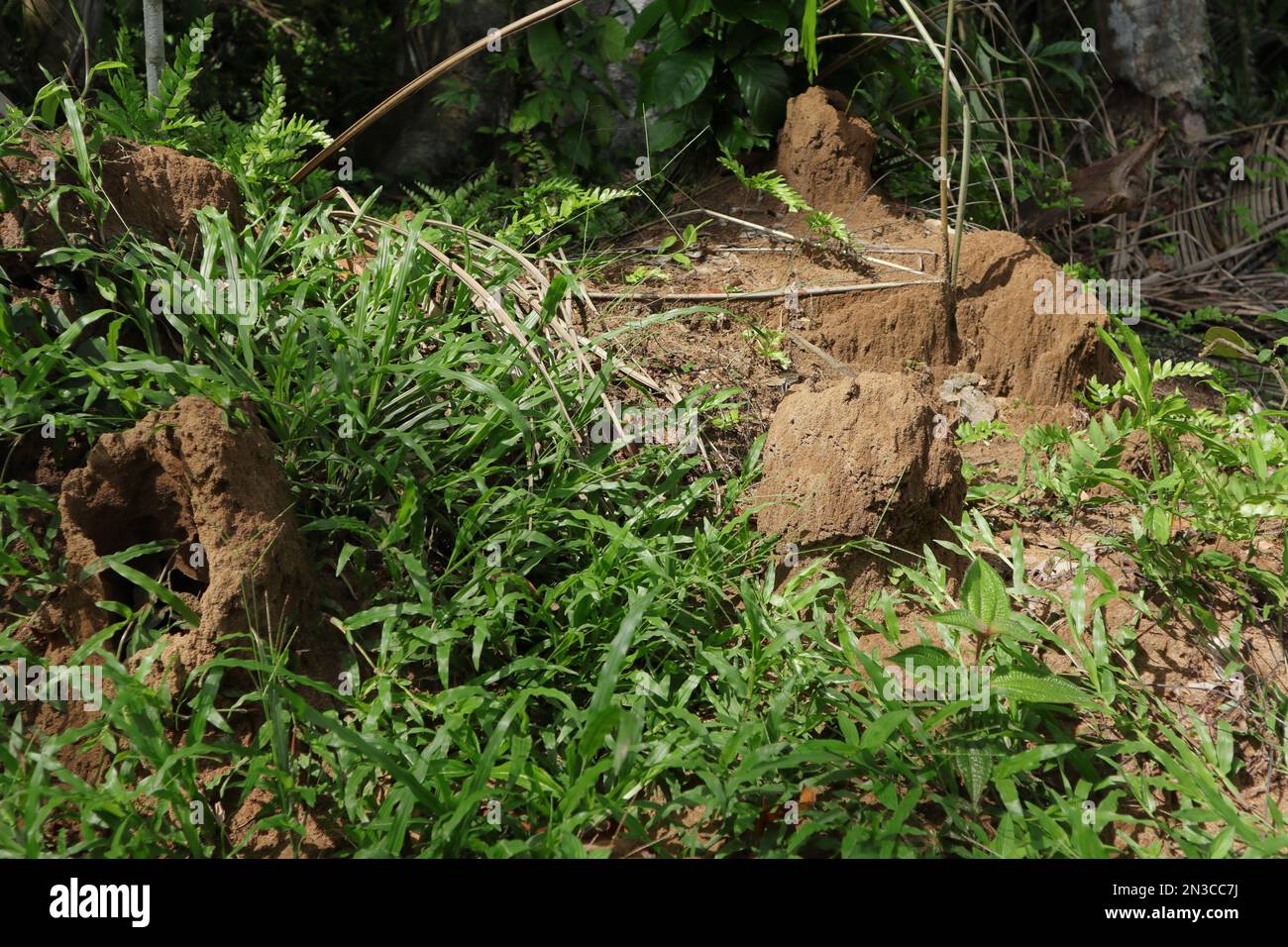 Landscape view of termite mound nests and surrounding grass in ground ...