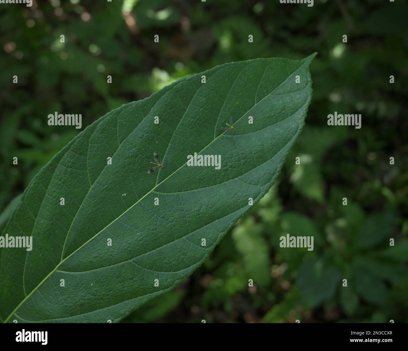 Ficus hispida leaf hi-res stock photography and images - Alamy