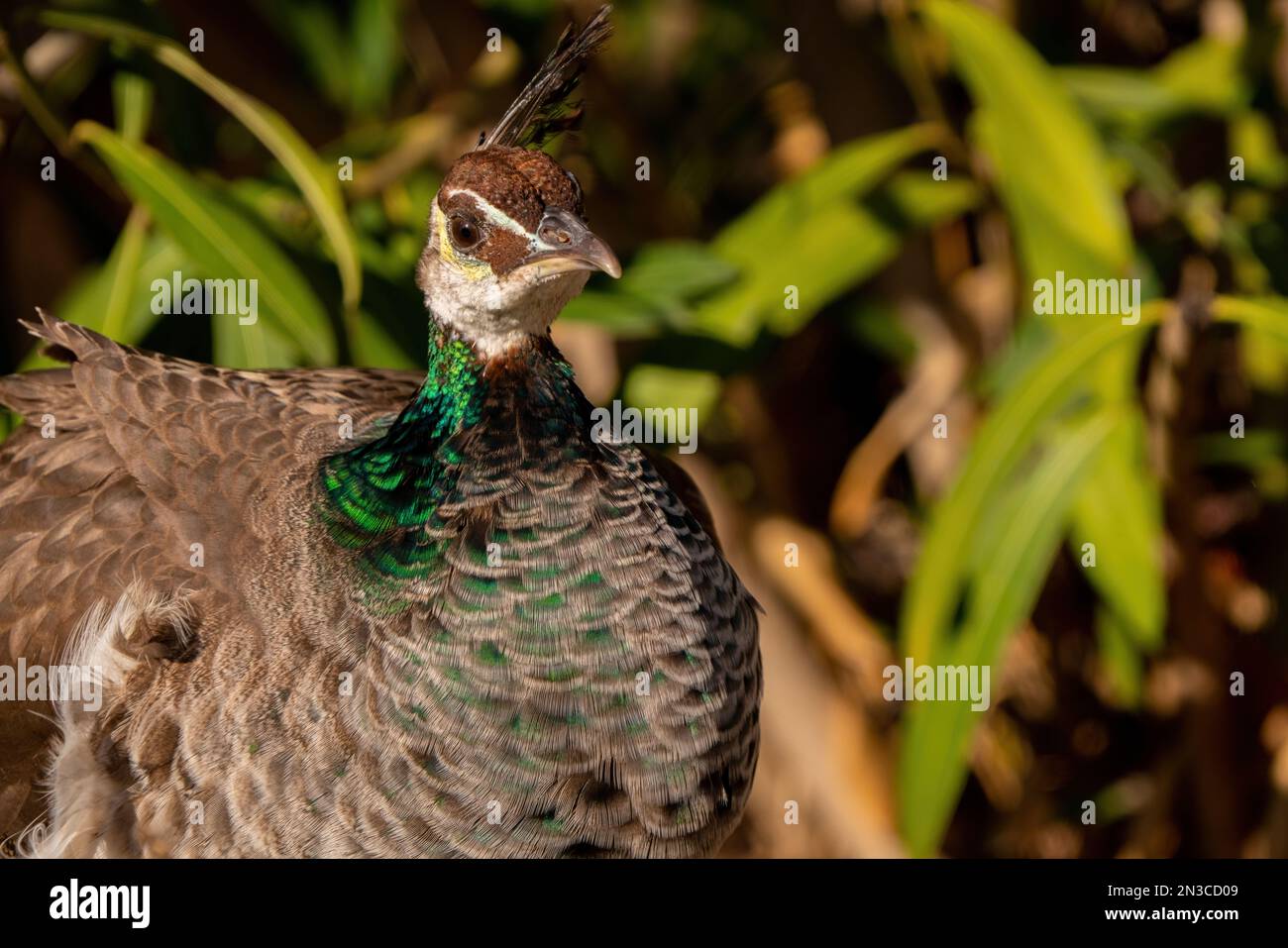 Female white peafowl portrait hi-res stock photography and images - Alamy