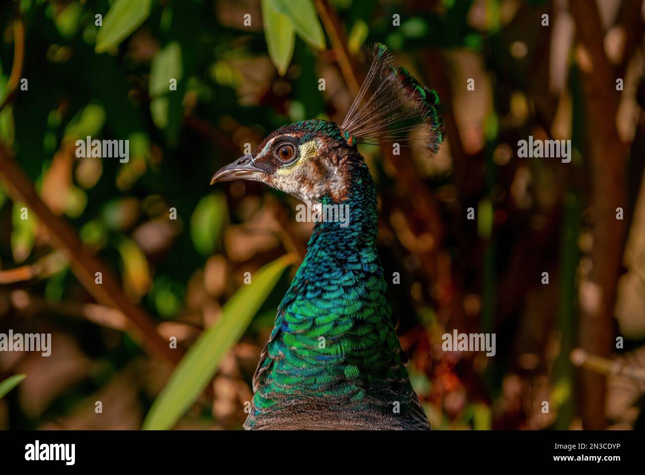 Portrait of a female peacock in Turkey Stock Photo - Alamy