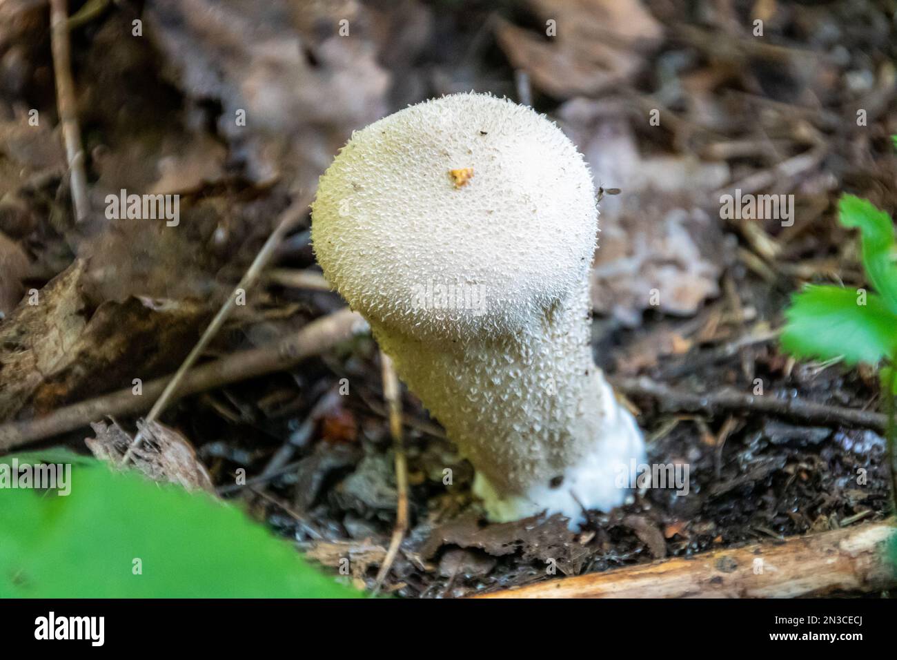 Lycoperdon perlatum, popularly known as the common puffball, warted ...
