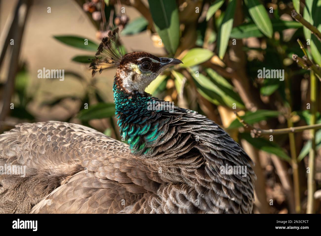 Female animal photos hi-res stock photography and images - Alamy