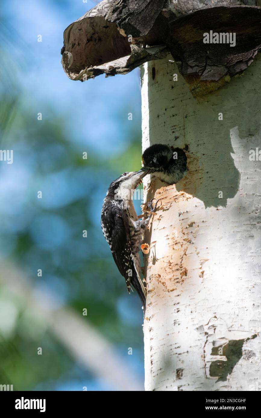 American Three-toed Woodpecker (Picoides dorsalis) feeding a chick at ...