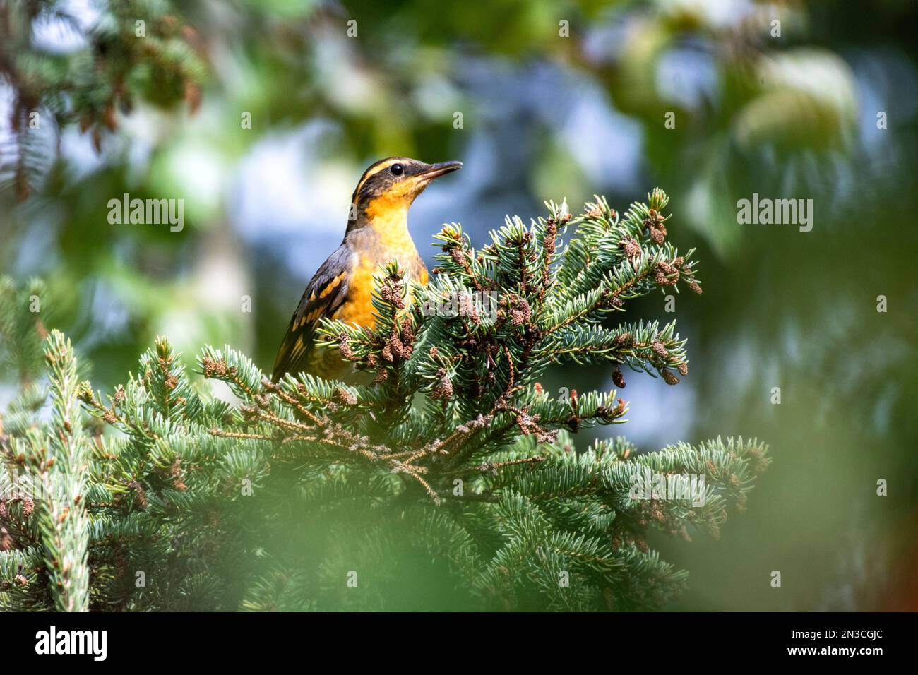 Brightly coloured Varied Thrush (Lxoreus naevius) perched in a spruce ...