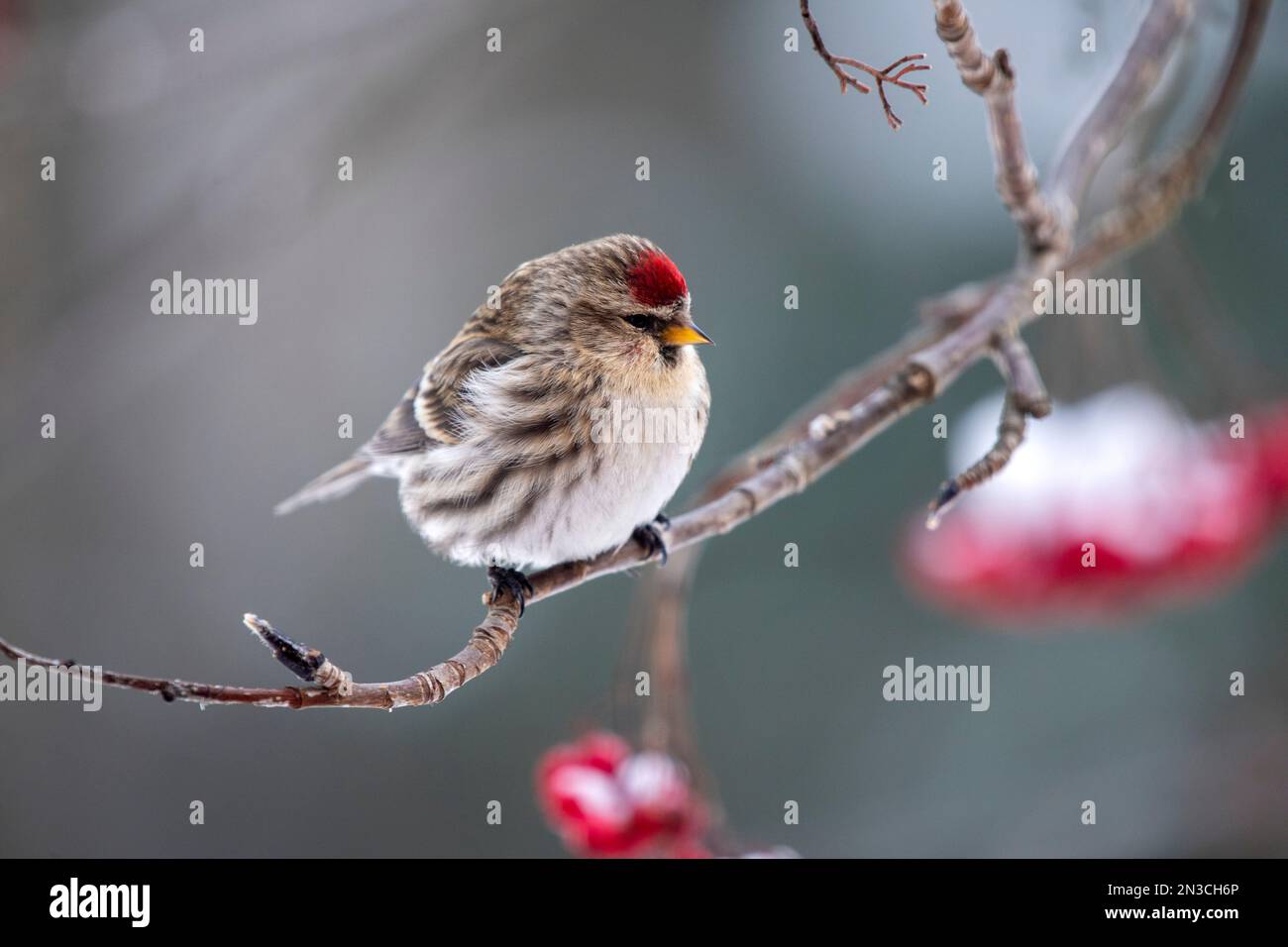 Acanthis flamea hi-res stock photography and images - Alamy