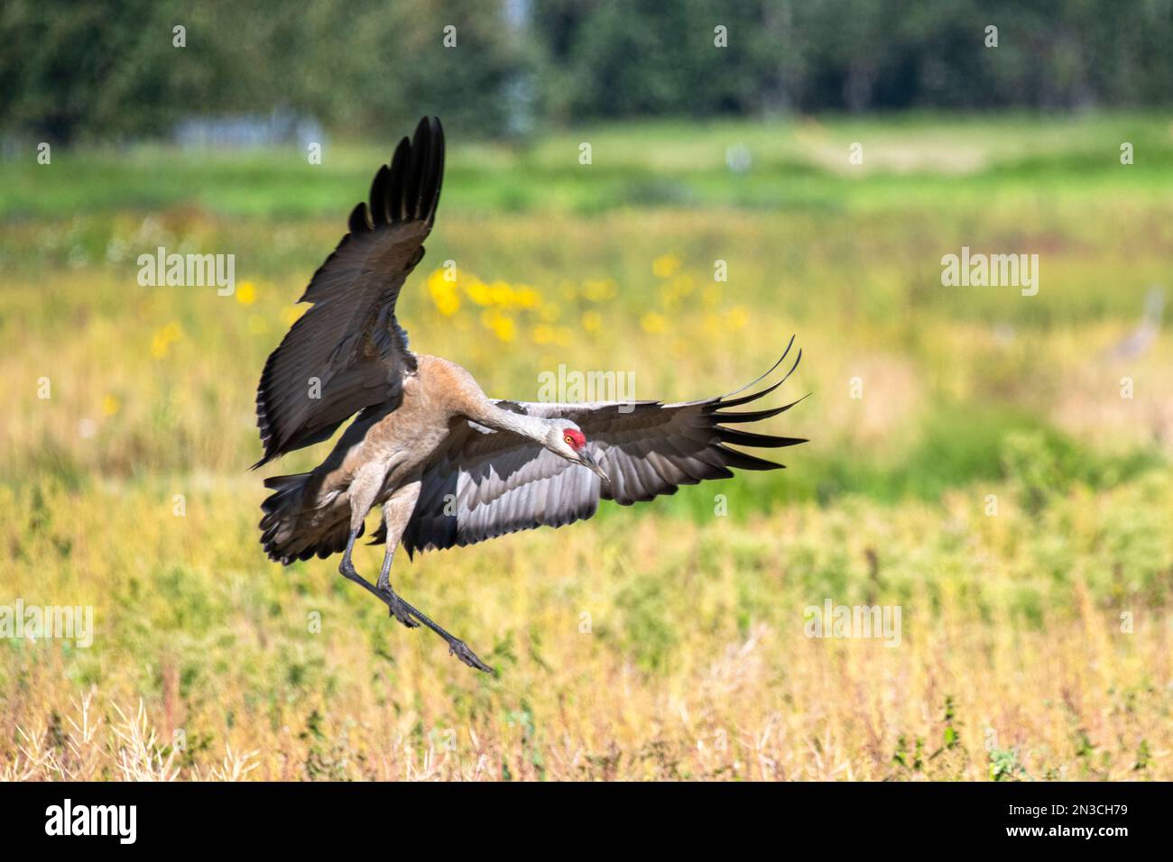 Sandhill crane (Antigone canadensis) landing in a field with wings ...