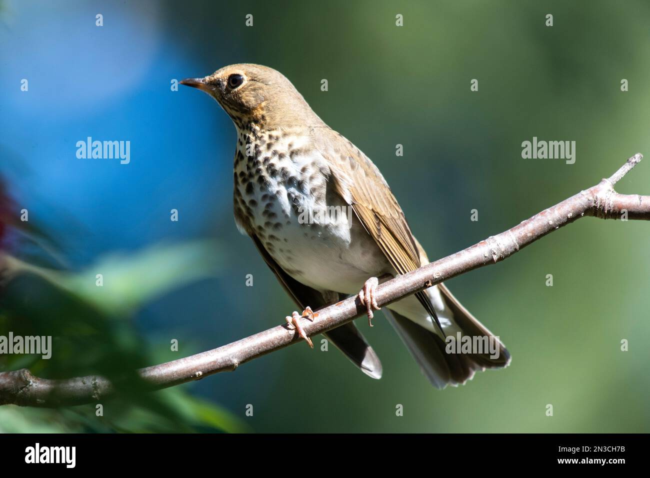 Swainson's Thrush (Catharus ustualtus) perched on a tree branch ...