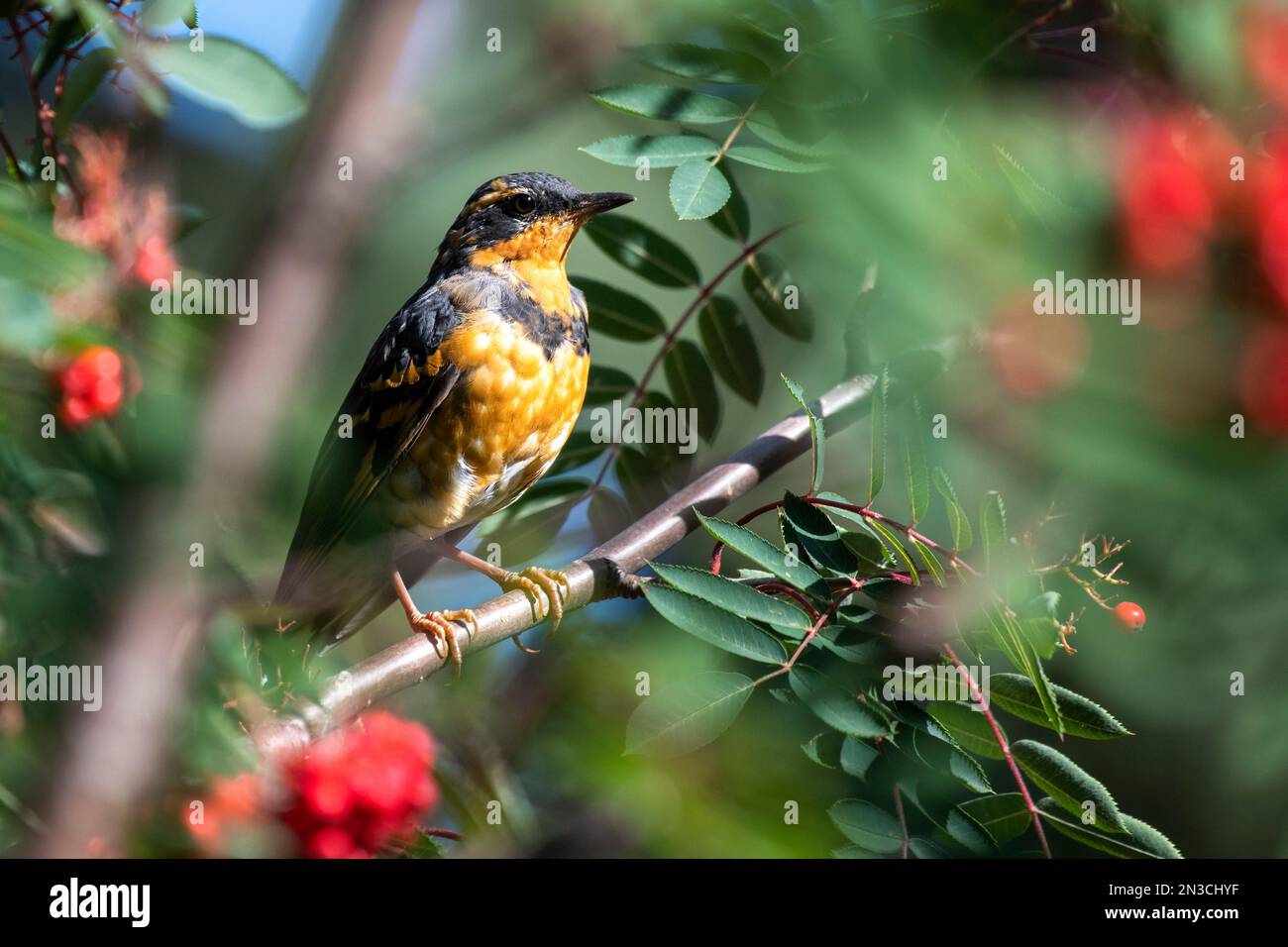 Close-up of a varied thrush (Ixoreus naevius) perched in a mountain ash ...