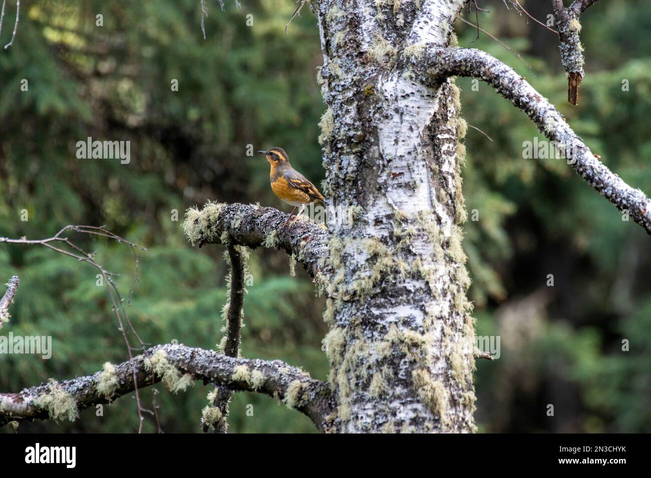 Alaska summer birch forest hi-res stock photography and images - Alamy