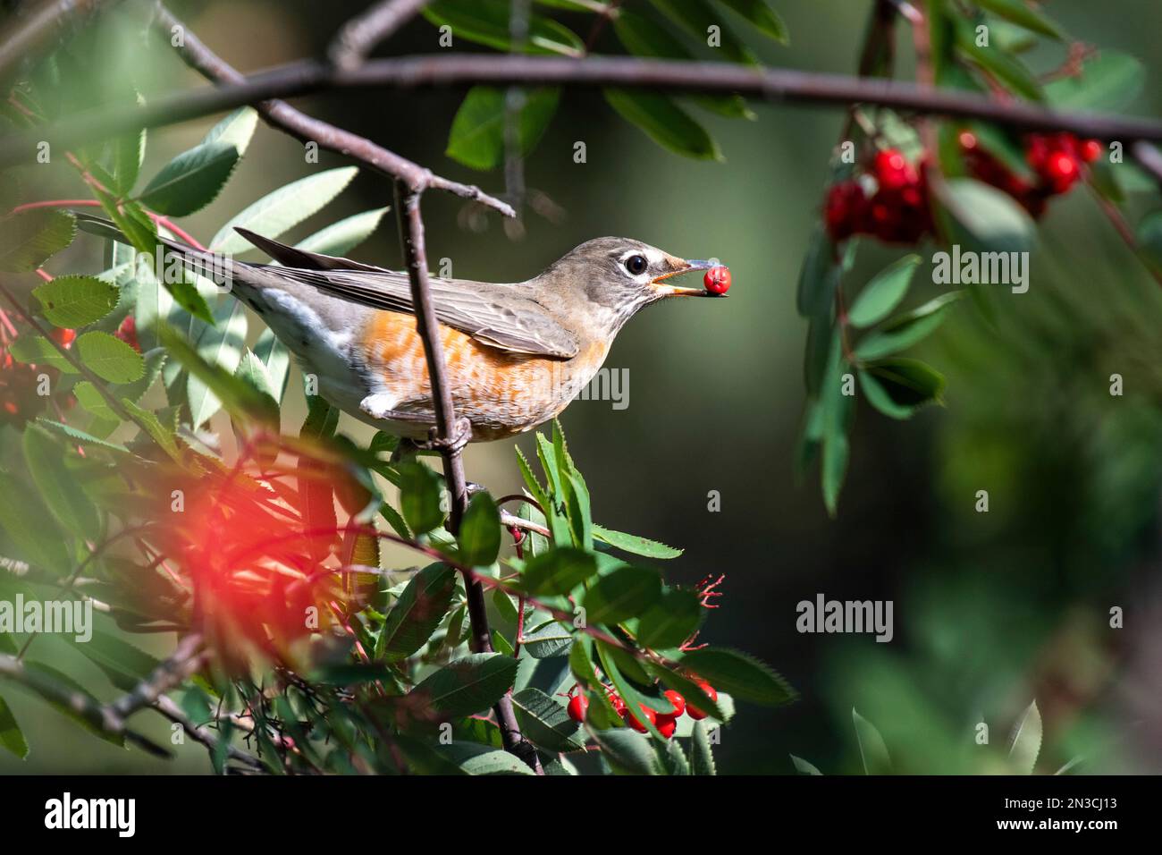Close-up of an American Robin (Turdus migratorius) perched in a ...