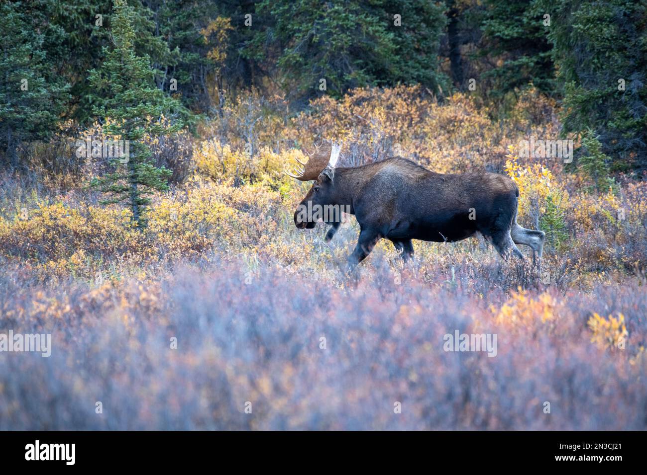 Bull Moose (Alces alces) walking through fall colored taiga vegetation ...