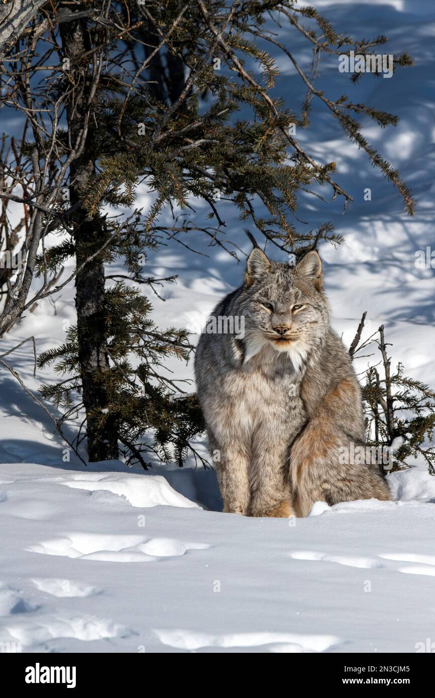 Alaska lynx hi-res stock photography and images - Alamy