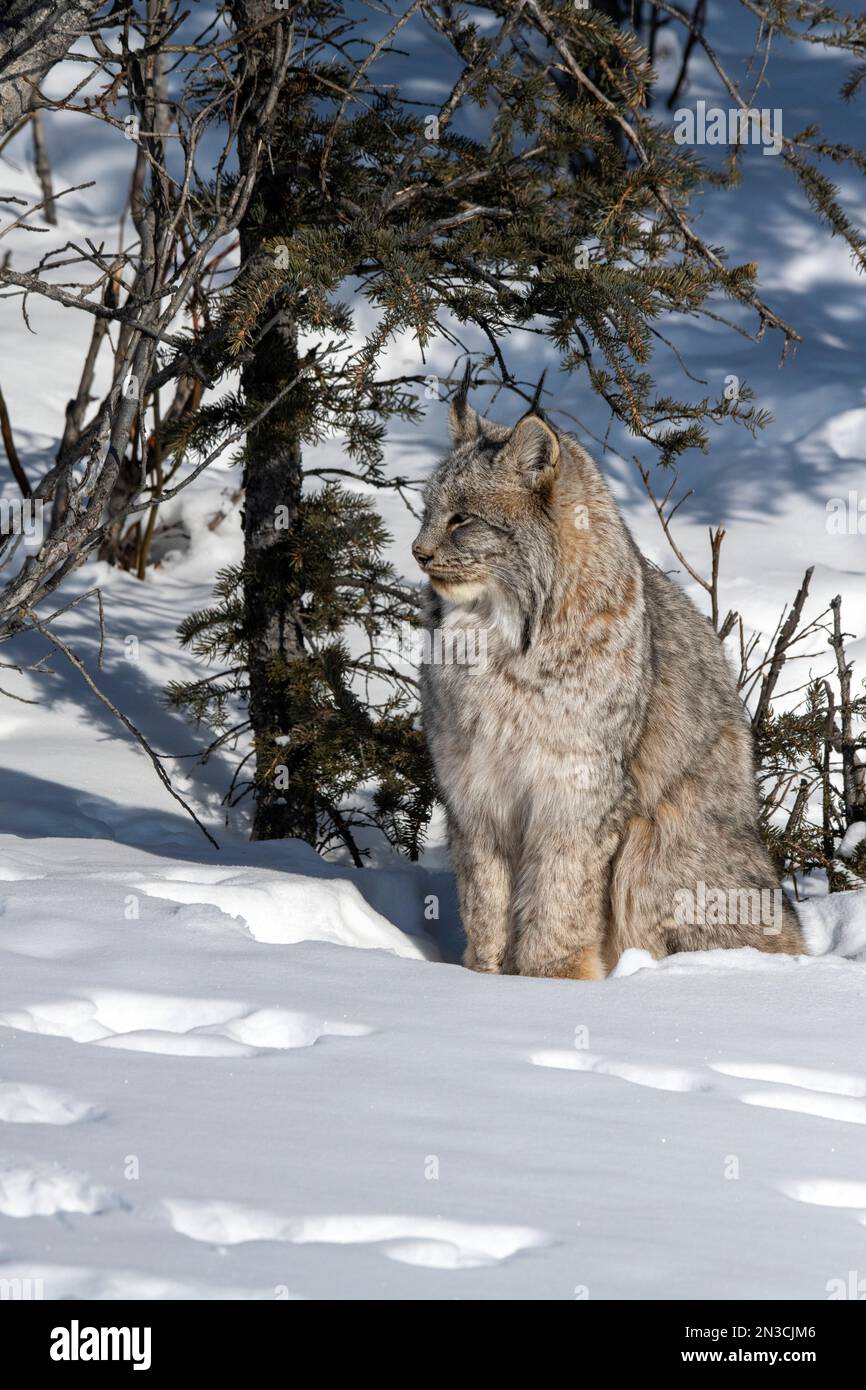 Lynx (Lynx canadensis) sitting upright in the snow; Denali National ...