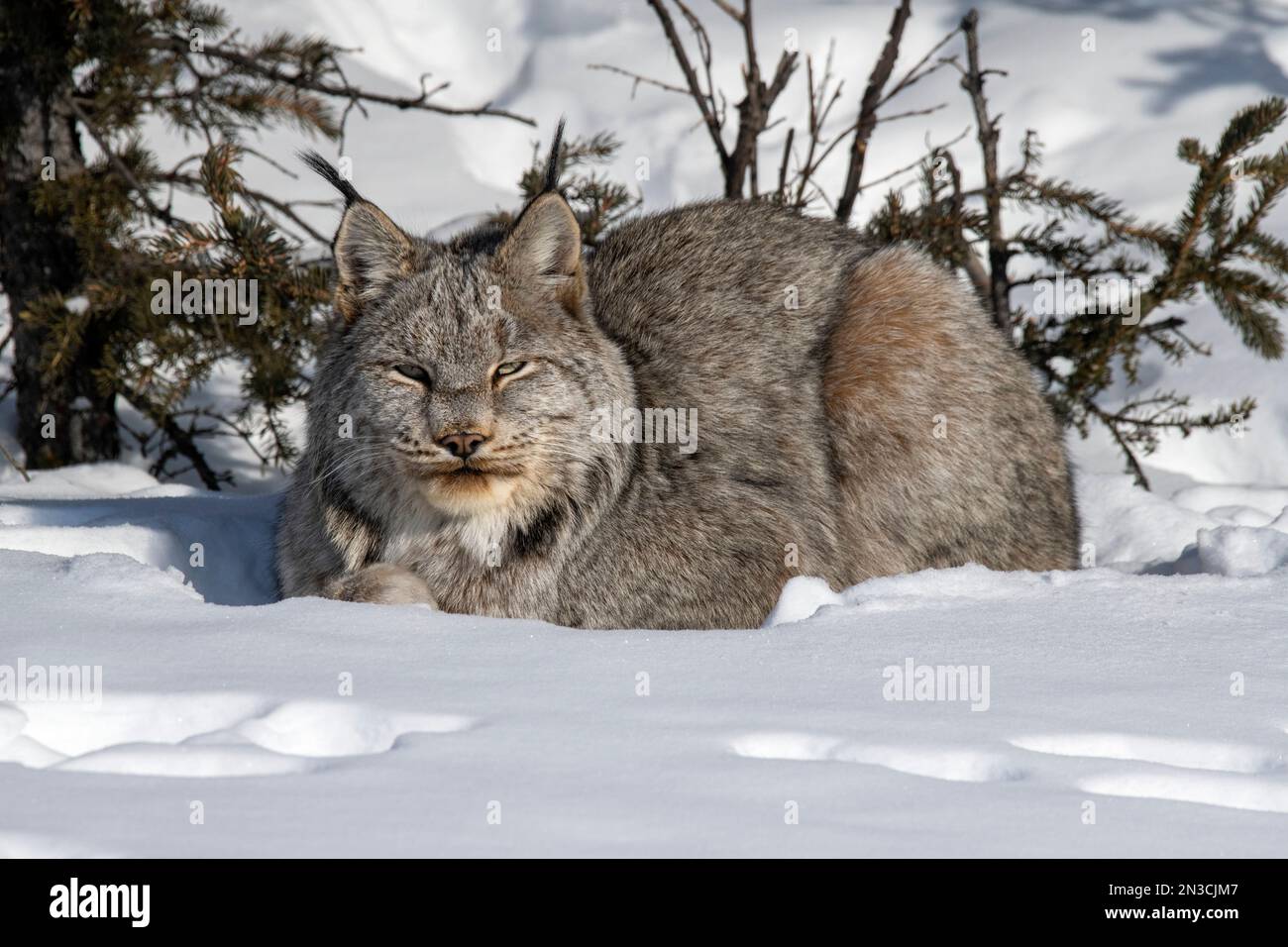 Lynx (Lynx canadensis) looks at the camera while resting in the snow ...